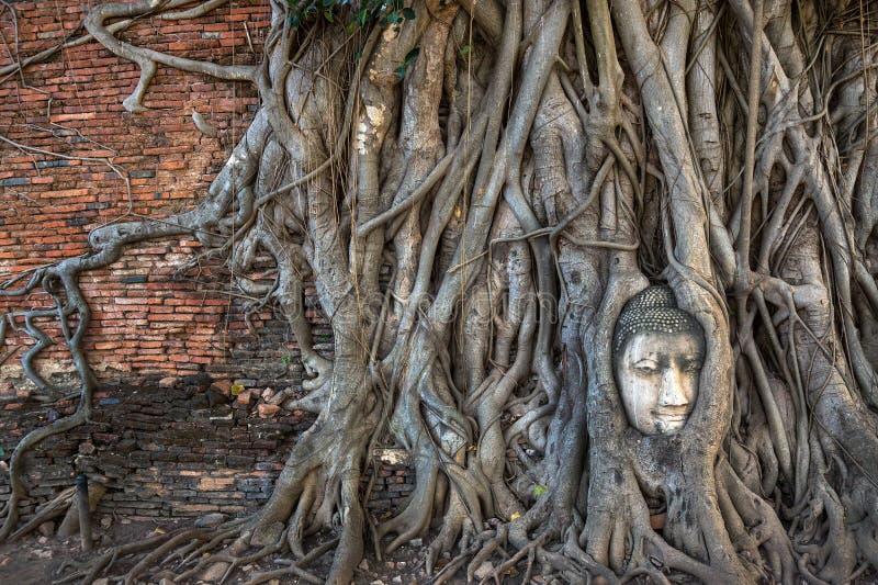 Buddha Head in the Root of Wat Mahathat. Stock Photo - Image of pattern ...