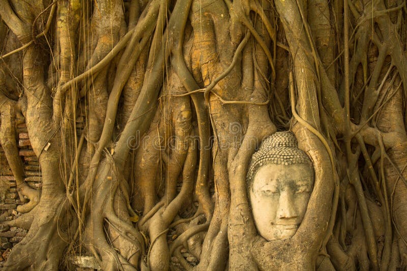 Wat Buddha Head in the Roots of the Tree - Symbol of Ayutthaya. Stock ...