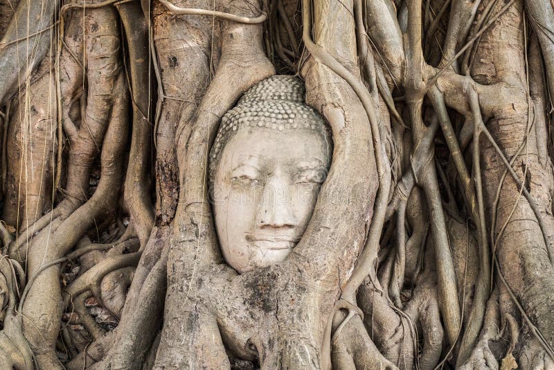 Buddha Head Statue Inside Bodhi Tree Stock Photo - Image of preferable ...