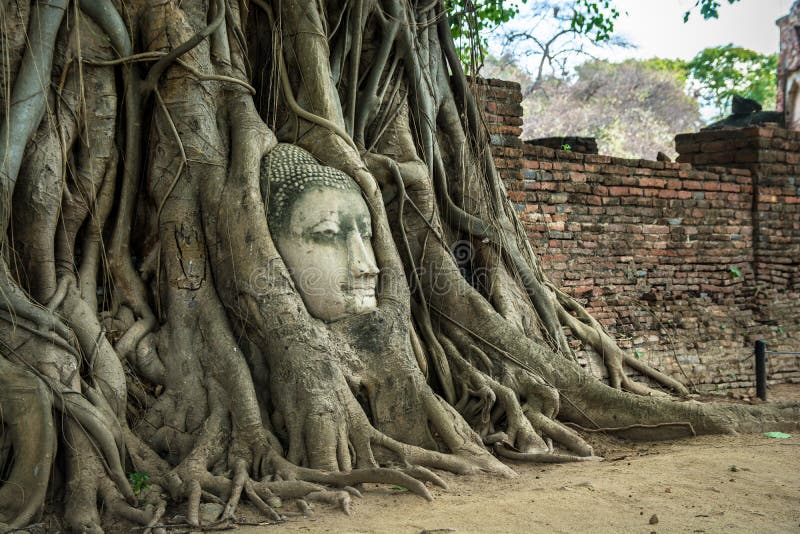 Buddha Head in the Tree at Ayutthaya, Thailand Stock Photo - Image of ...