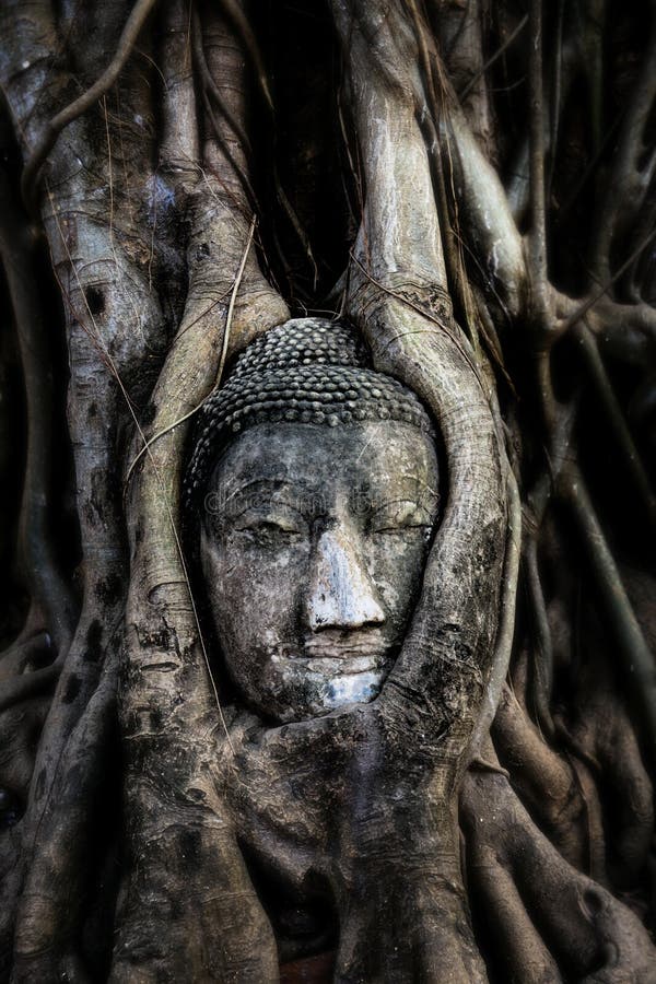 â€œBuddha Head & Tree of Buddhaâ€ Stock Photo - Image of historic ...