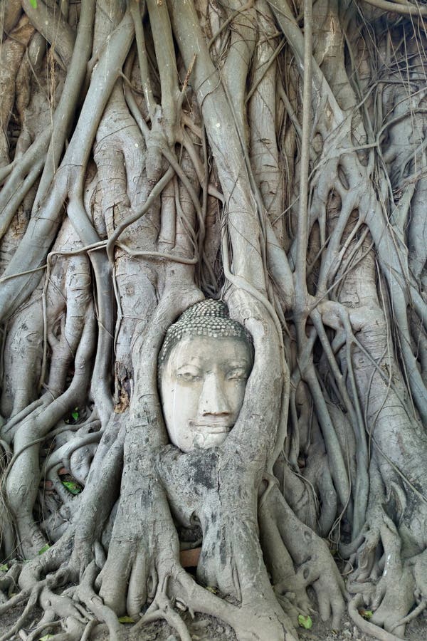 Buddha Head in Tree Root at Ayutthaya Stock Image - Image of statue ...