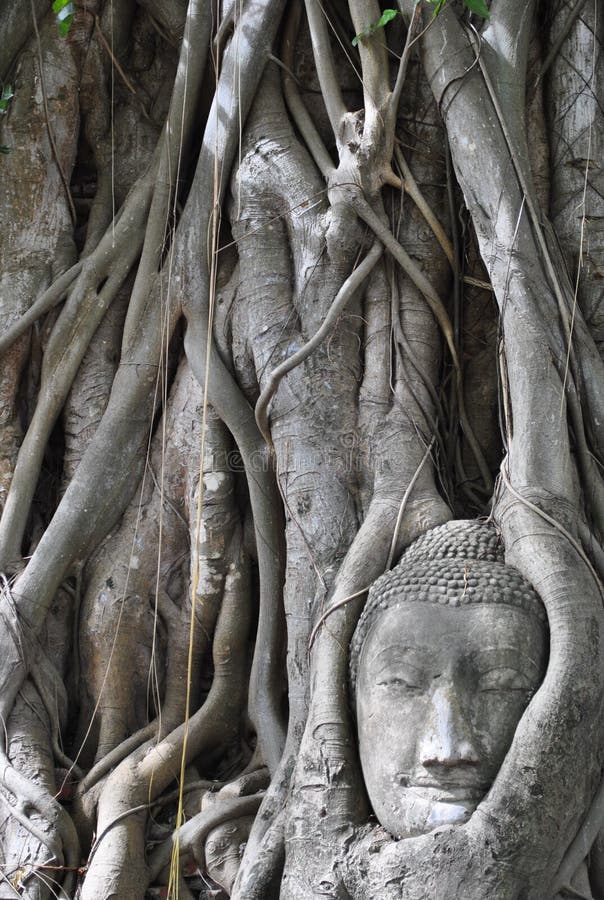 Buddha head in tree root stock image. Image of background - 60134877