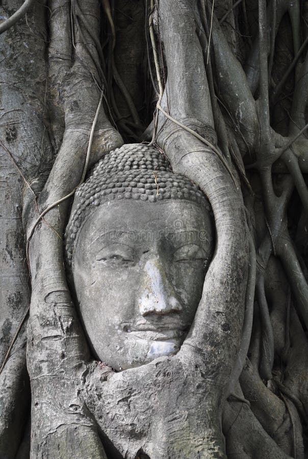 Buddha head in tree root stock photo. Image of tourist - 60134890