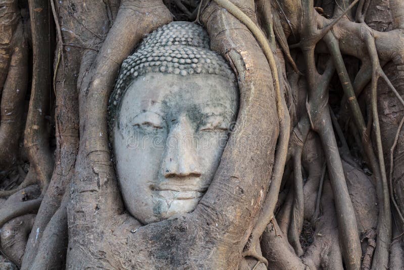 Buddha head in tree root stock image. Image of sculpture - 31478797