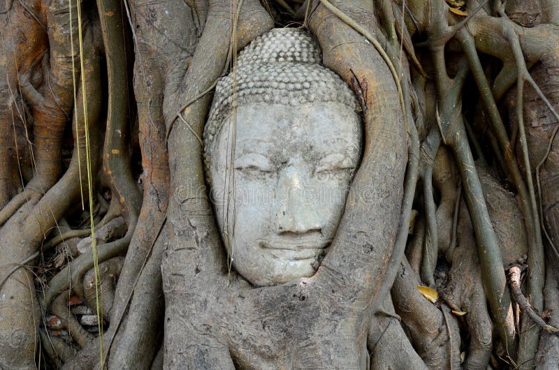 Buddha head in tree roots stock image. Image of asia - 24357981