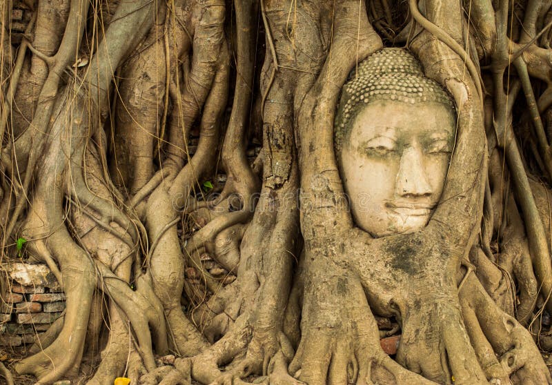 Buddha Head in the Tree Roots. Stock Photo - Image of face, thailand ...