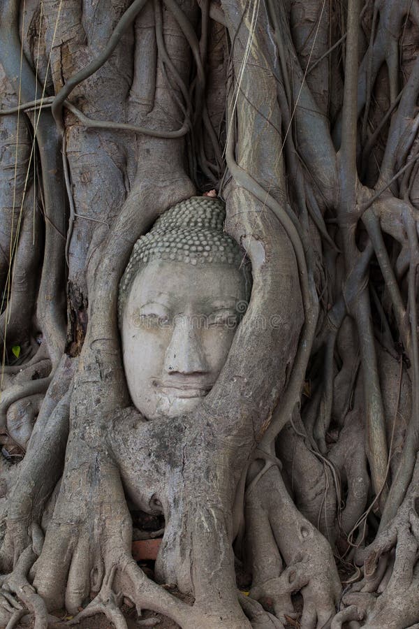 Buddha Head in tree roots stock photo. Image of root - 57699214