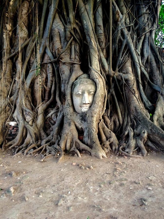 Buddha head in tree roots stock photo. Image of tree - 63942562