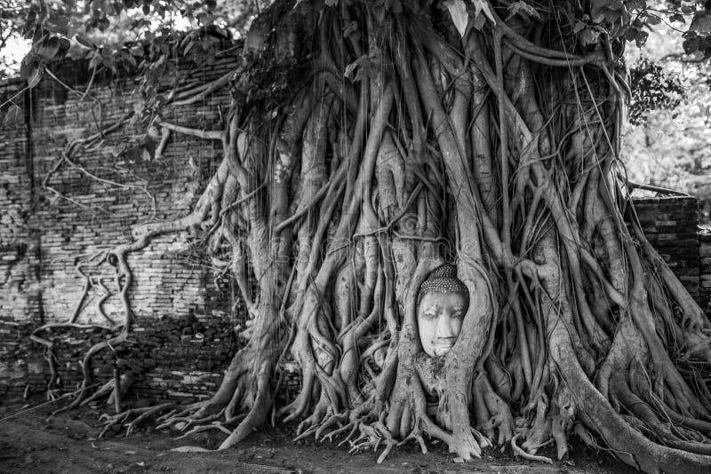 Buddha head in tree roots stock image. Image of ayutthaya - 91923017