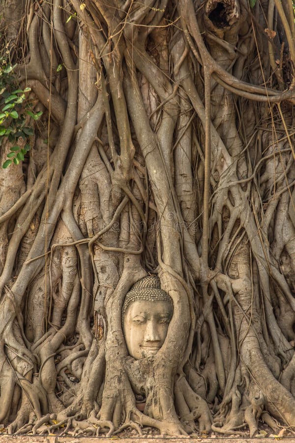 Buddha Head in Tree Roots in Wat Mahathat Stock Photo - Image of ...