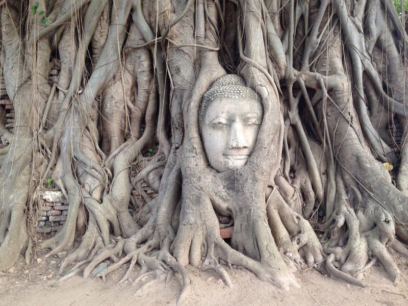 Buddha Head in Tree Roots stock image. Image of thailand - 43171723