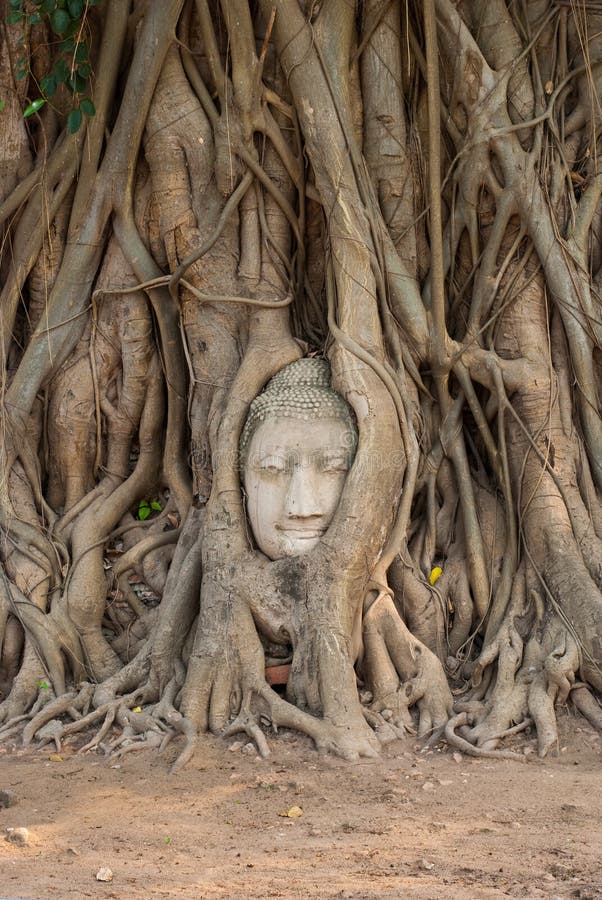 Buddha head in tree roots stock photo. Image of sandstone - 53081524