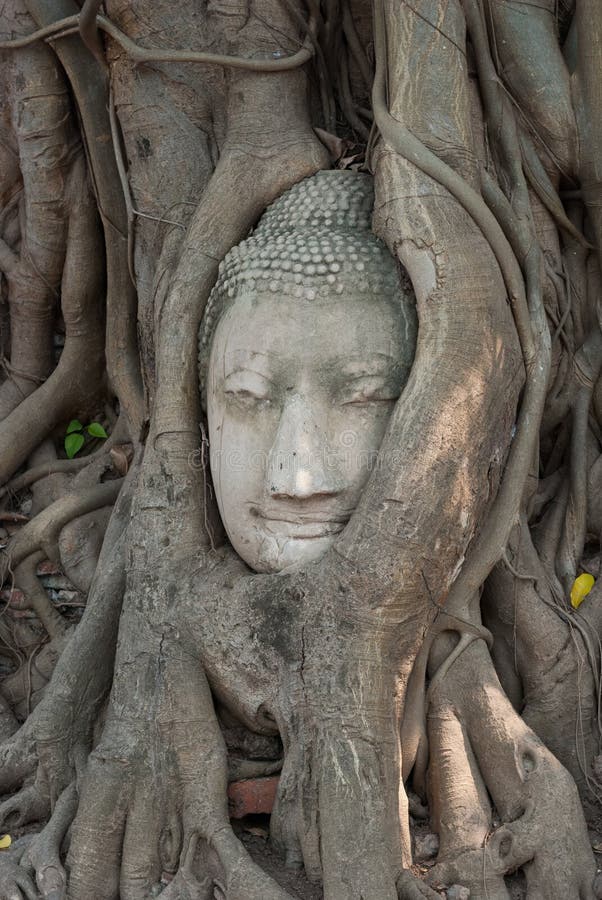 Buddha head in tree roots stock photo. Image of sandstone - 53081524