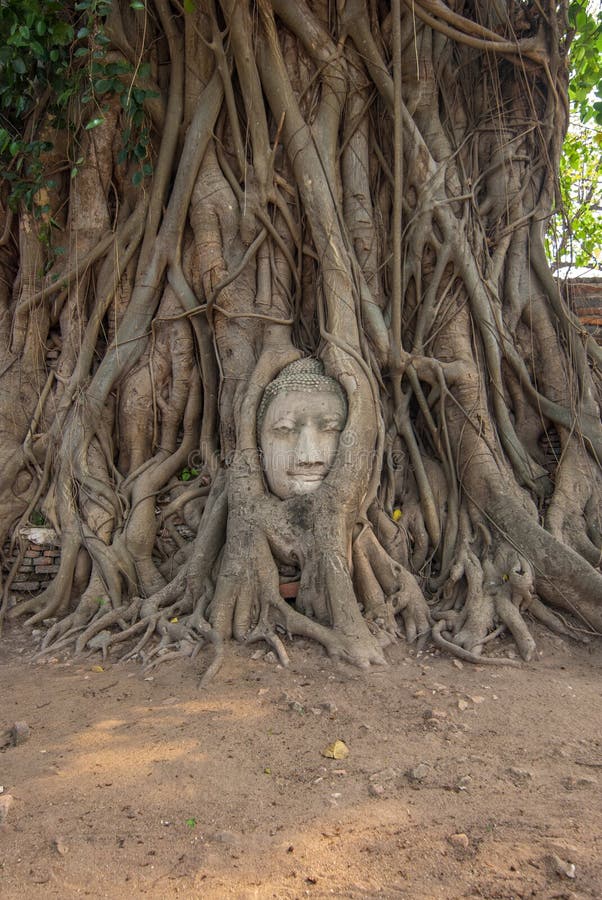 Buddha head in tree roots stock image. Image of tree - 53114047