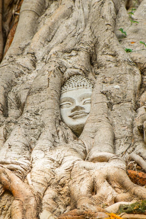 Buddha head in a tree stock image. Image of thailand - 42474641