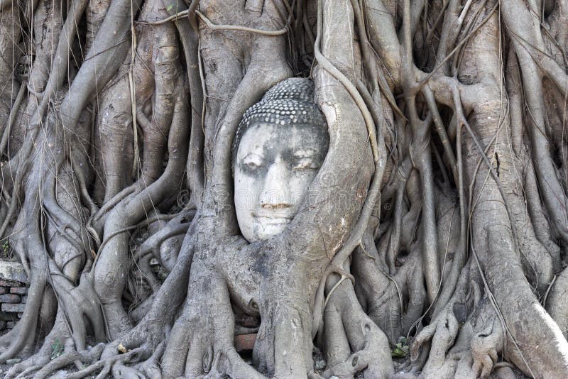 Buddha head in tree stock photo. Image of tree, ayutthaya - 56556298
