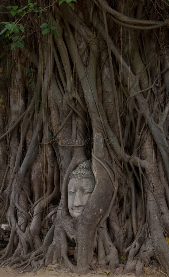 Buddha Image of Head in Roots of Bodhi Tree Stock Image - Image of ...