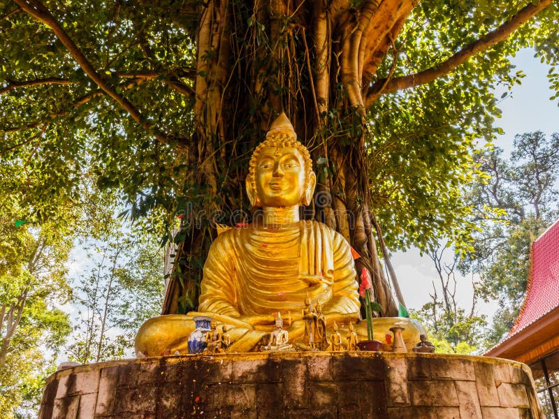55,666 Buddha Tree Stock Photos - Free & Royalty-Free Stock Photos from ...