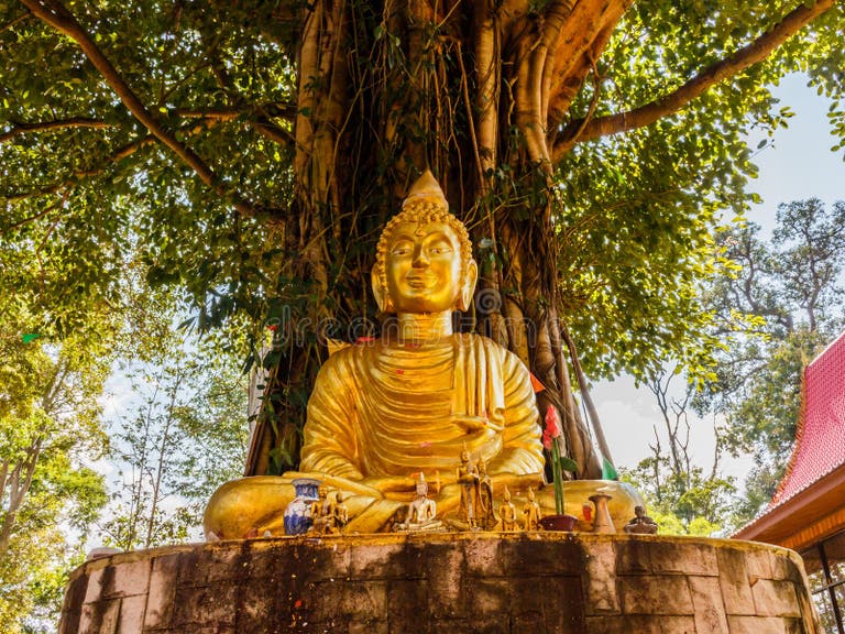 Buddha Image Under Bodhi Tree Stock Image - Image of buddha, prayer ...