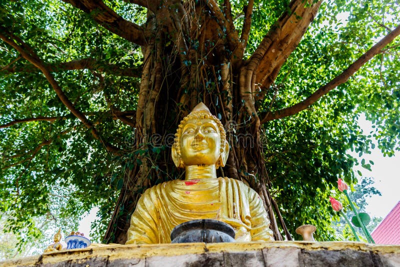 Buddha Image Under Bodhi Tree Stock Image - Image of faith ...