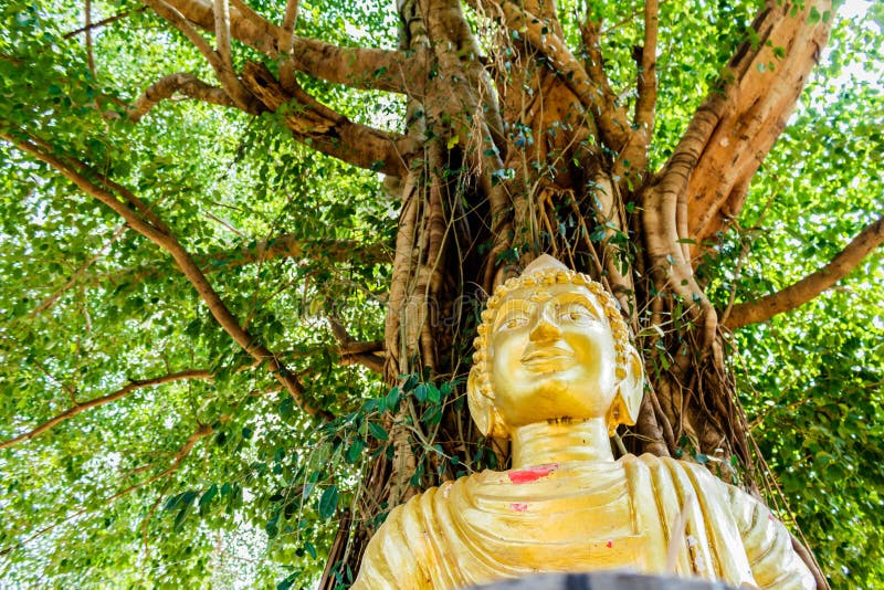 Buddha Image Under Bodhi Tree Stock Image - Image of meditating ...