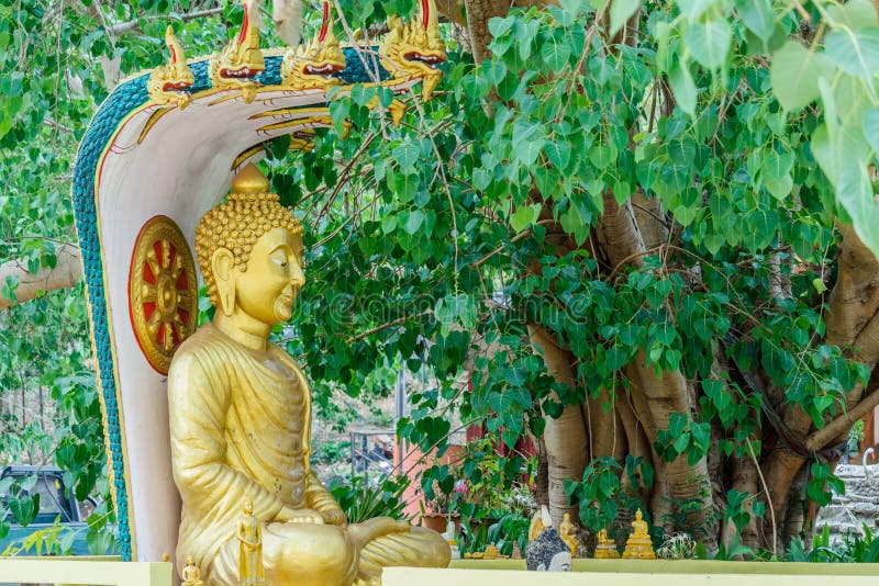 Buddha Image Under Bodhi Tree Stock Image - Image of enlightenment ...