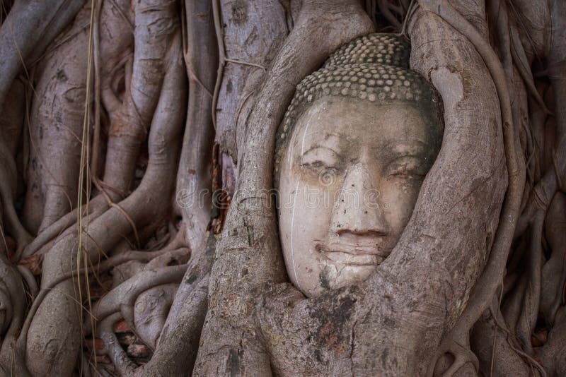 Buddha in the roots stock image. Image of buddhism, bless - 81325531