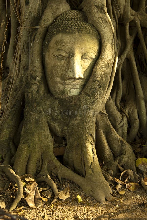 2+ Buddha head banyan tree roots Free Stock Photos - StockFreeImages