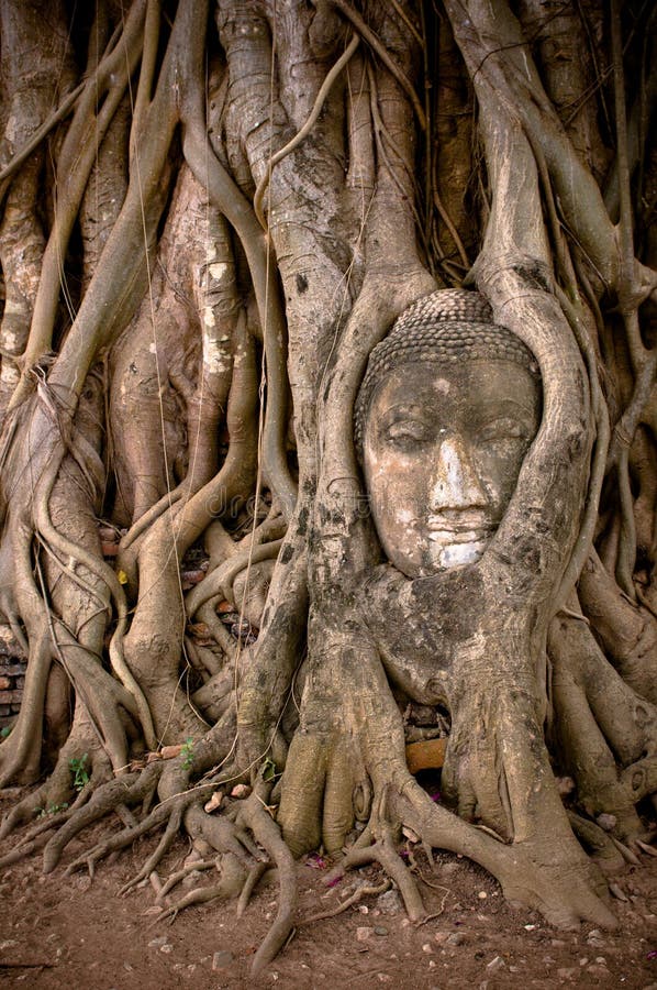 Buddha S Head in Banyan Tree Roots Stock Photo - Image of nature ...