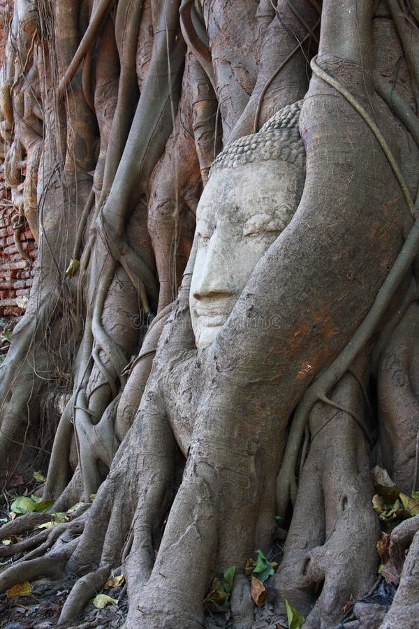 Buddha S Head in Banyan Tree Roots Stock Image - Image of religion ...