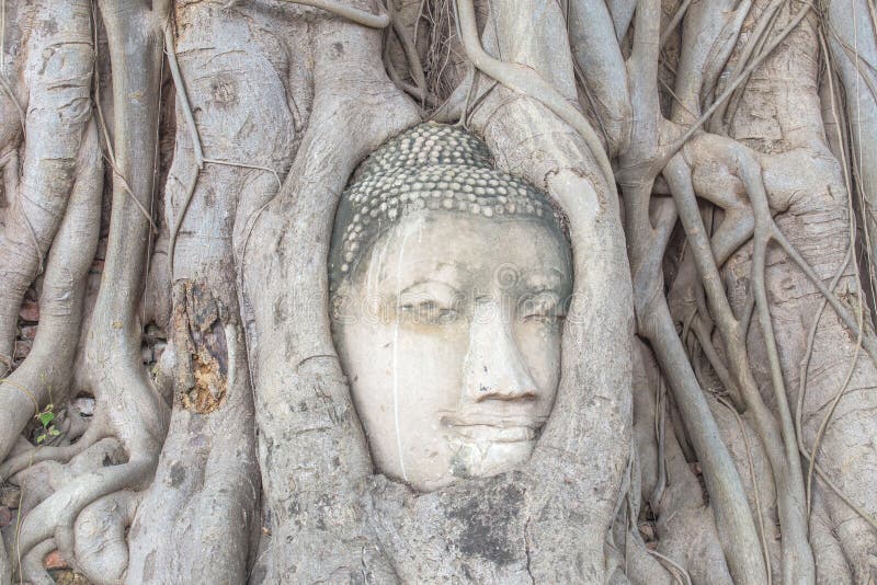 Buddha S Head in the Tree Roots Stock Image - Image of head, buddhism ...