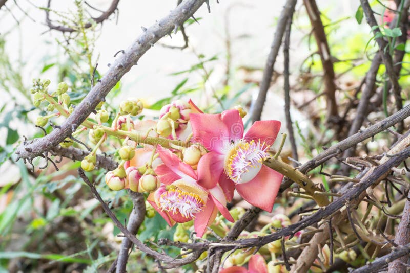 Sara buddha flower stock image. Image of closeup, green - 33744397
