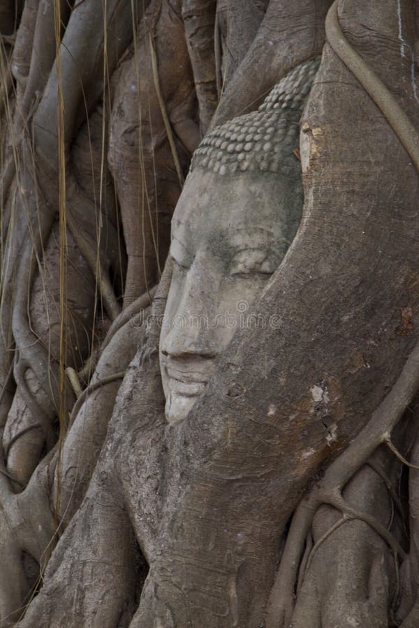 Buddha Sculpture of Head in Bodhi Tree of Roots Stock Photo - Image of ...