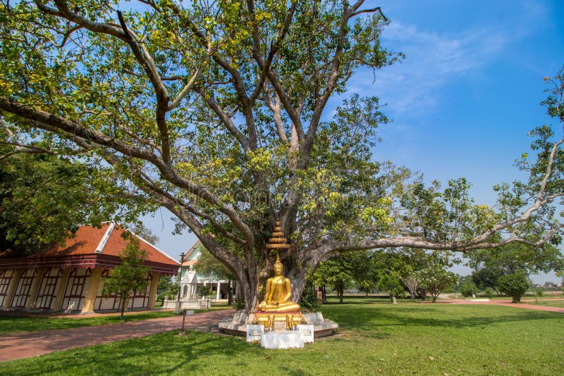 Buddha Sitting Under the Tree Stock Image - Image of beauty, color ...