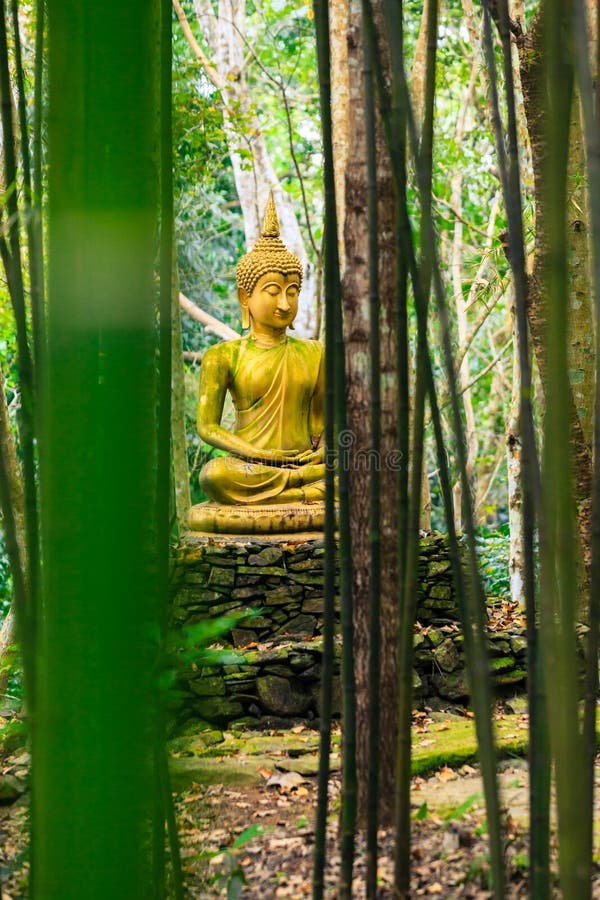 Buddha statue in forest. stock photo. Image of park, jungle - 93077724