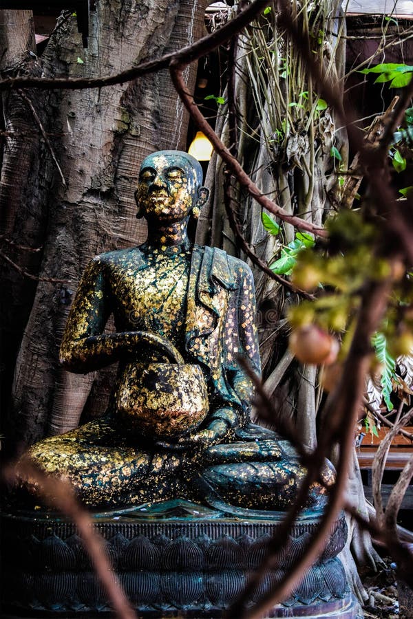 Buddha Statue in the Forest Under the Tree Stock Image - Image of tree ...