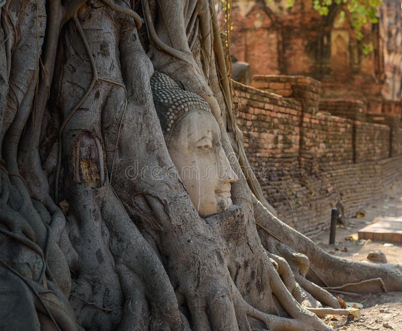 Buddha Statue Head in the Root of Tree Stock Image - Image of thailand ...