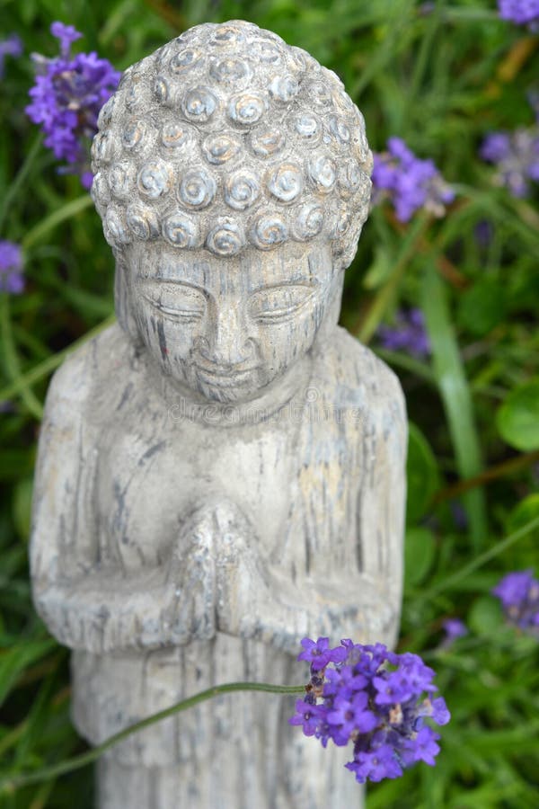 Buddha Statue in a Lavender Garden Stock Photo - Image of concentration ...
