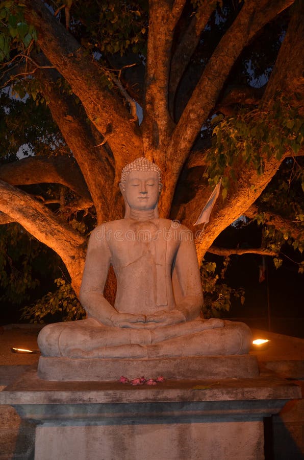 Buddha Statue Under Boo Tree Stock Photo - Image of autumn, light ...