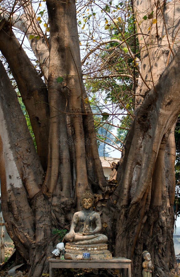 Buddha Statue Under the Tree Stock Image - Image of head, religion ...