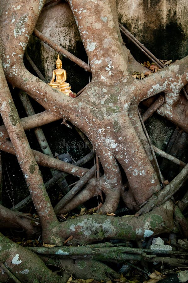 Buddha and tree stock image. Image of head, nature, relic - 24819603