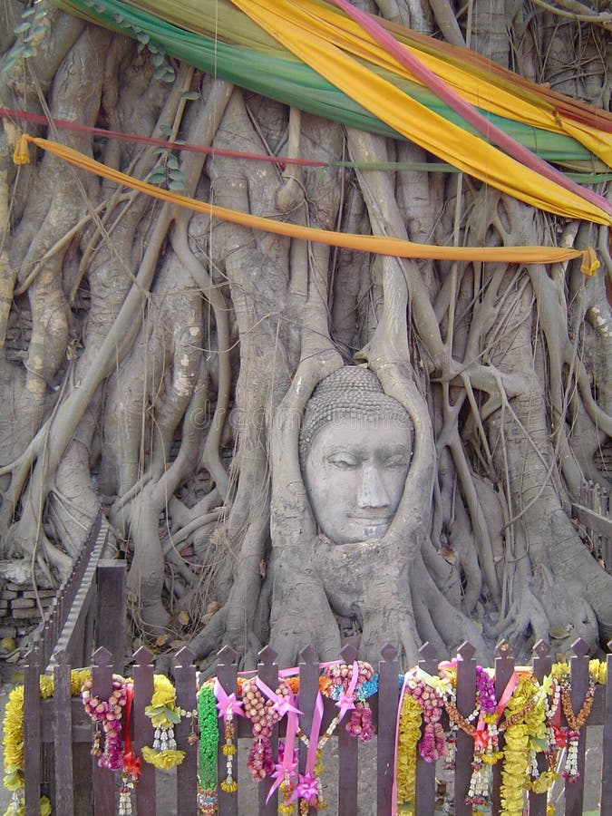 Buddha in a tree stock photo. Image of fables, buddha, unesco - 528942
