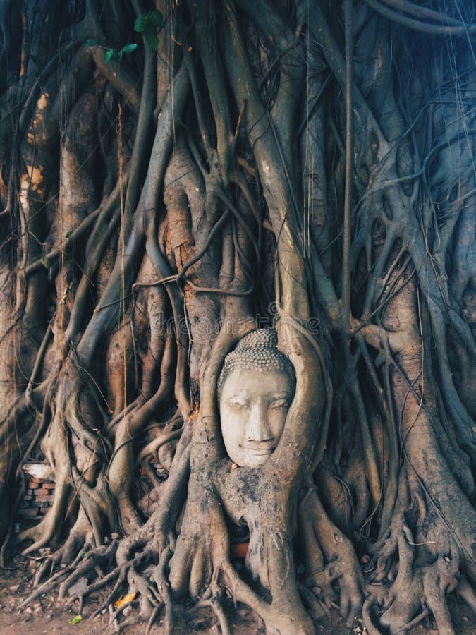 Buddha Tree stock photo. Image of head, thai, preset - 93547124