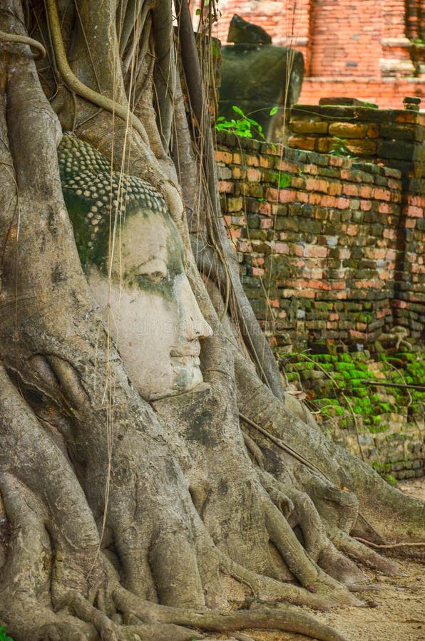 Buddha in the tree stock image. Image of wonder, thai - 38885923