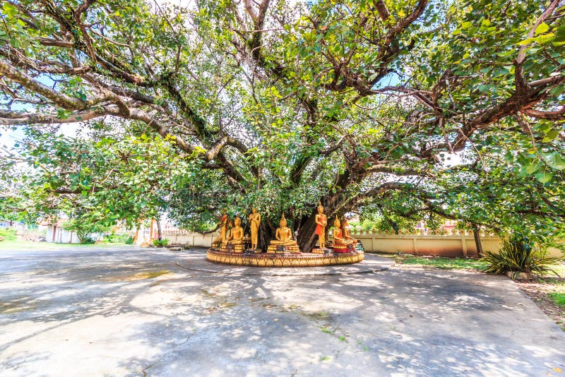 Buddha Under the Bodhi Tree Stock Image - Image of monument, buddha ...