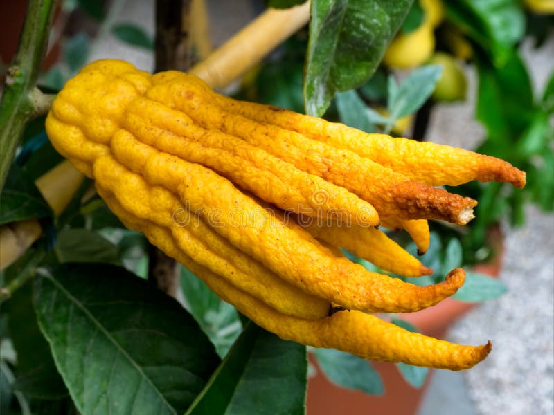 Buddhas Hand Exotic Citron Citrus Fruit Stock Photo - Image of shape ...