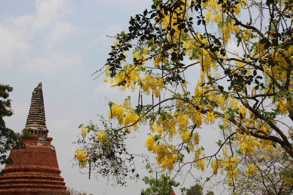 Flowering Cassia Fistula and Ancient Pagoda Stock Photo - Image of blue ...