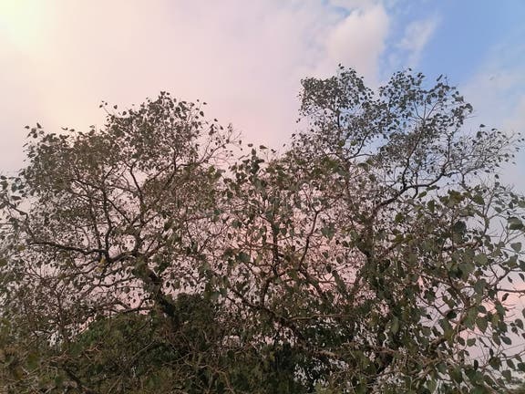 Buddhisht Boo Tree Stock Photos - Free & Royalty-Free Stock Photos from ...