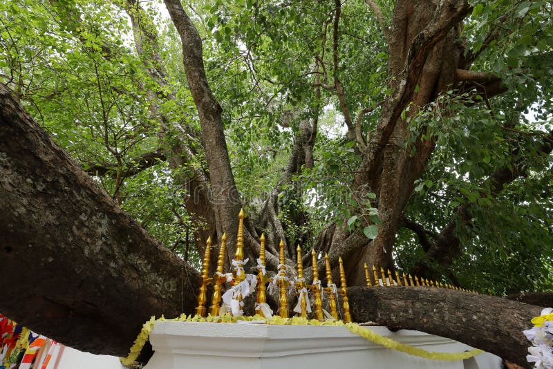 Buddhist Bodhi Tree in Kandy Sri Lanka Stock Photo - Image of religion ...